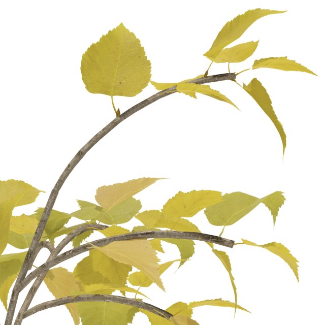 birch 3D Model in Tree 3DExport