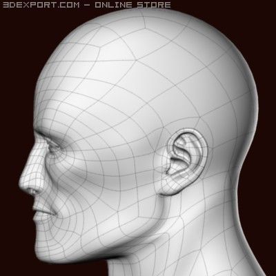 Muscular Male 3D Model in Man 3DExport