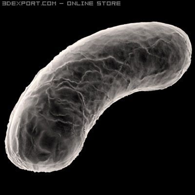bacillus bacterium 3D Model in Anatomy 3DExport