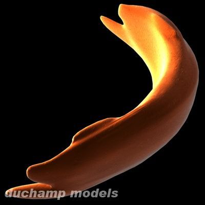 blood cells sickle anemia also 3D Model in Anatomi 3DExport