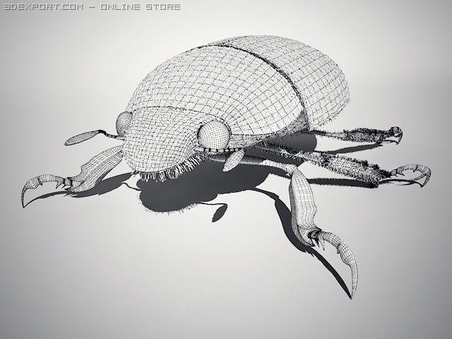 scarab 3D Model in Insects 3DExport