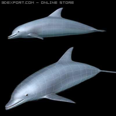 sea life collection 3D Model in Amphibians 3DExport