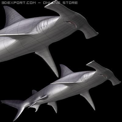 sea life collection 3D Model in Amphibians 3DExport