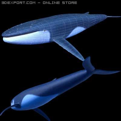 sea life collection 3D Model in Amphibians 3DExport