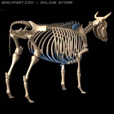 cow skeleton 3D Model in Amphibians 3DExport