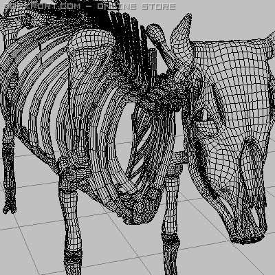 cow skeleton 3D Model in Amphibians 3DExport