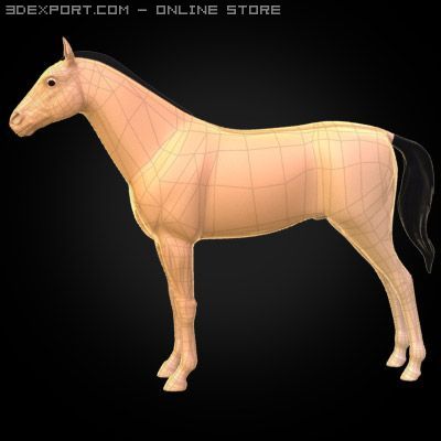 horse anatomy 3D Model in Amphibians 3DExport
