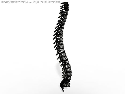 human spine 3D Model in Anatomy 3DExport