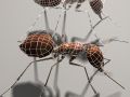 Ant 3D Models in Insects 3DExport
