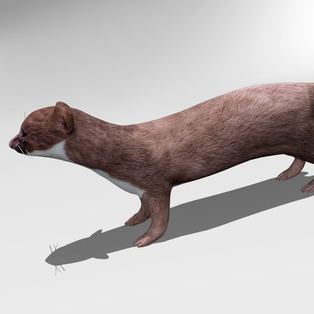weasel 3D Model in Other 3DExport