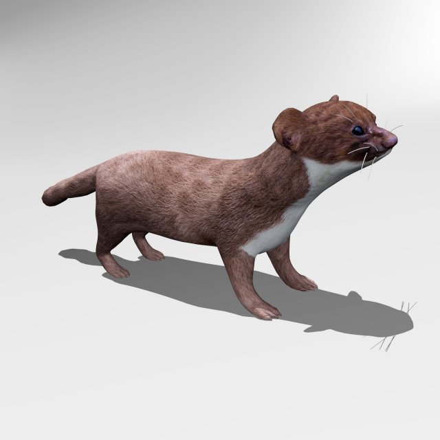 weasel 3D Model in Other 3DExport