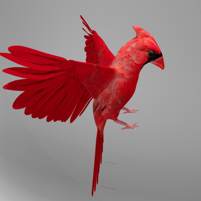 northern cardinal 3D Model in Bird 3DExport
