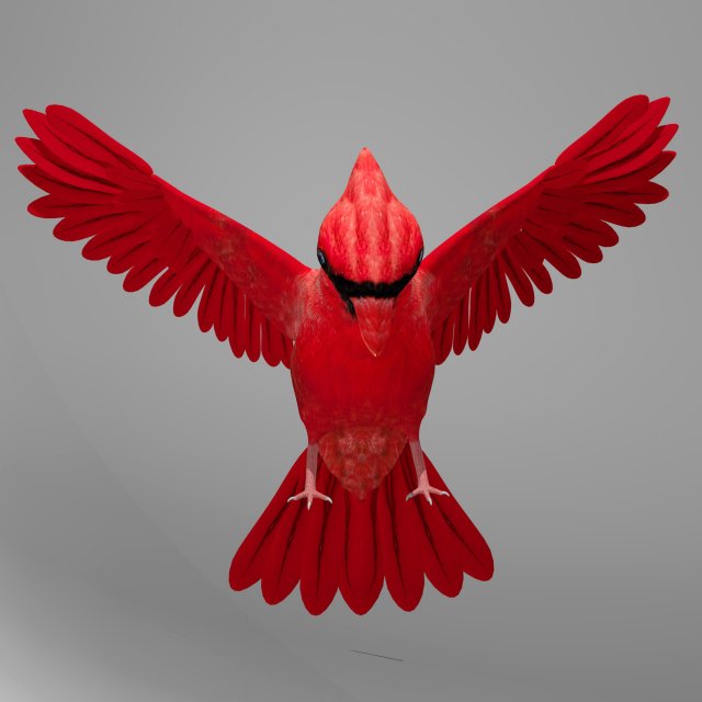 northern cardinal 3D Model in Bird 3DExport