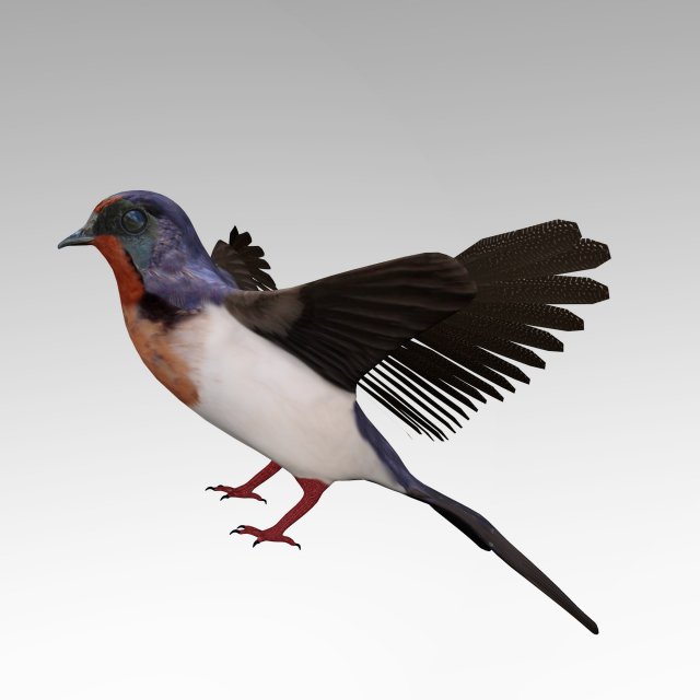 swallow 3D Model in Bird 3DExport