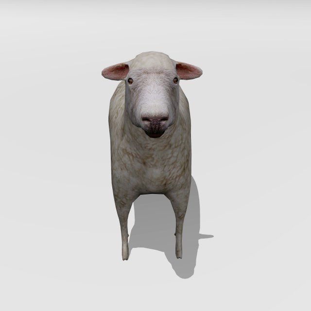 lamb 3D Model in Sheep 3DExport