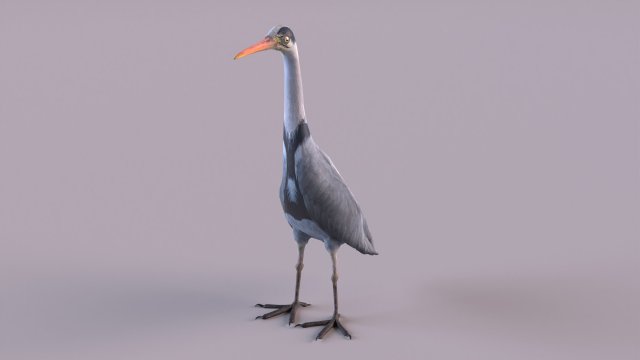 Grey Heron 3D Model in Bird 3DExport