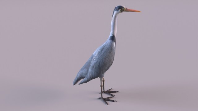 Grey Heron 3D Model in Bird 3DExport