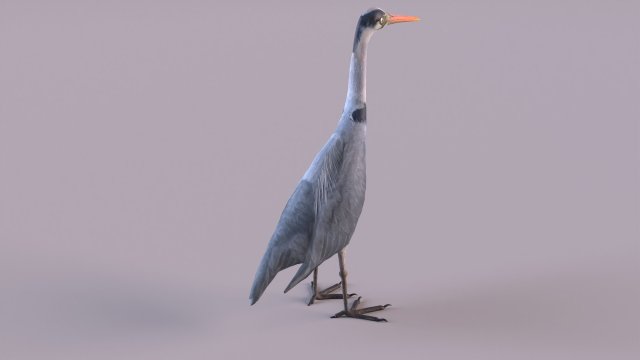 Grey Heron 3D Model in Bird 3DExport