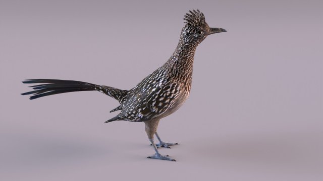 Roadrunner 3D Model in Bird 3DExport