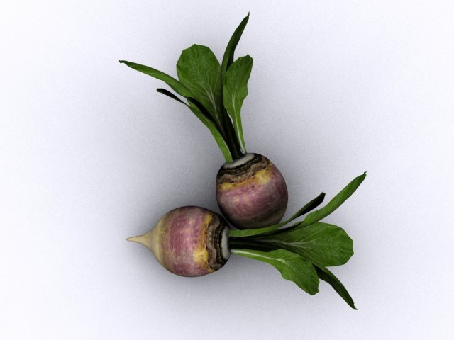 turnip 3D Model in Small Plants 3DExport