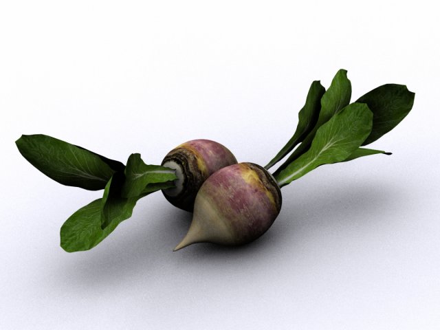 turnip 3D Model in Small Plants 3DExport