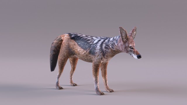 Jackal 3D Model in Wildlife 3DExport