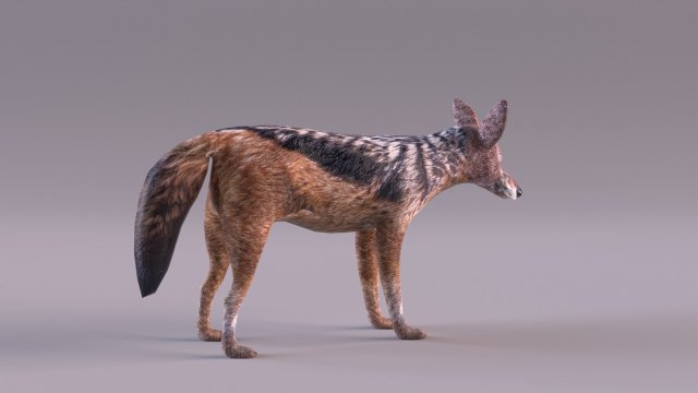 Jackal 3D Model in Wildlife 3DExport