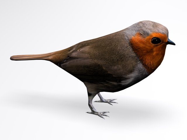 european robin 3D Model in Bird 3DExport