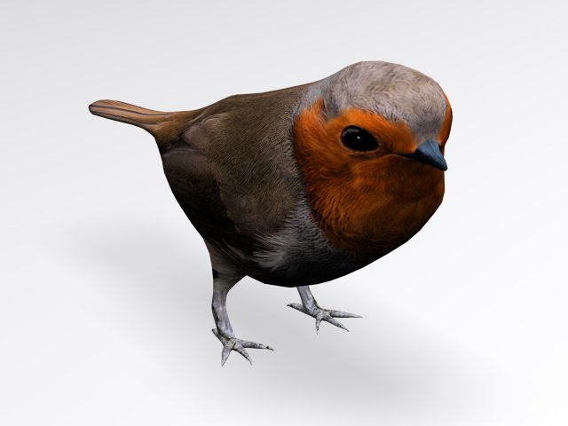 european robin 3D Model in Bird 3DExport
