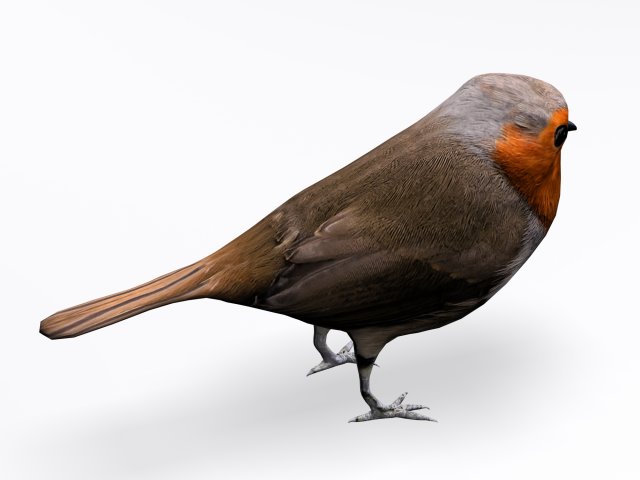 european robin 3D Model in Bird 3DExport
