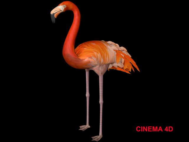 flamingo 3D Model in Bird 3DExport