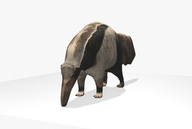 anteater 3D Model in Wildlife 3DExport