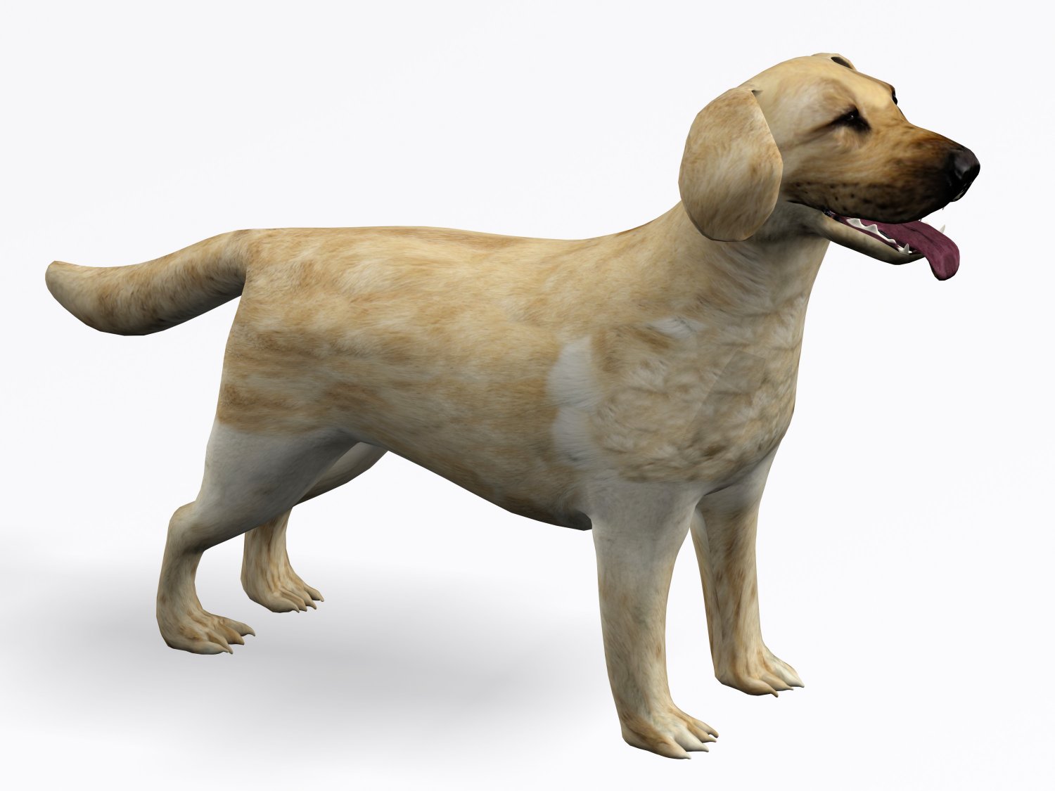 Labrador Retriever 3D Model in Dog 3DExport