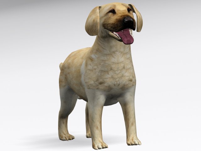 labrador retriever 3D Model in Dog 3DExport