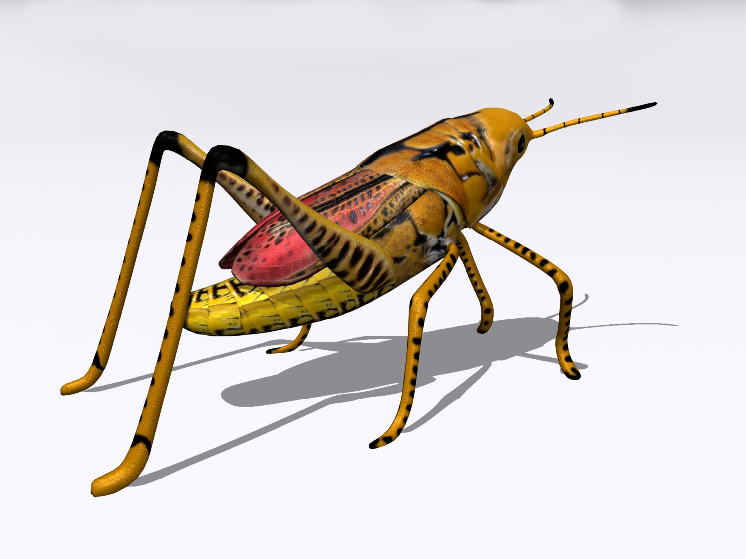 Grasshopper 3D Model in Insects 3DExport