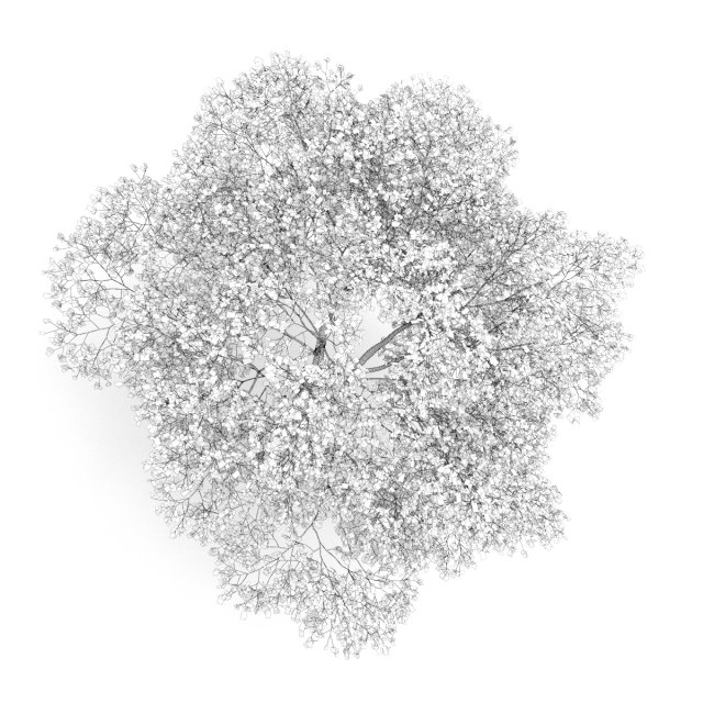 american beech 8m autumn 3D Model in Tree 3DExport