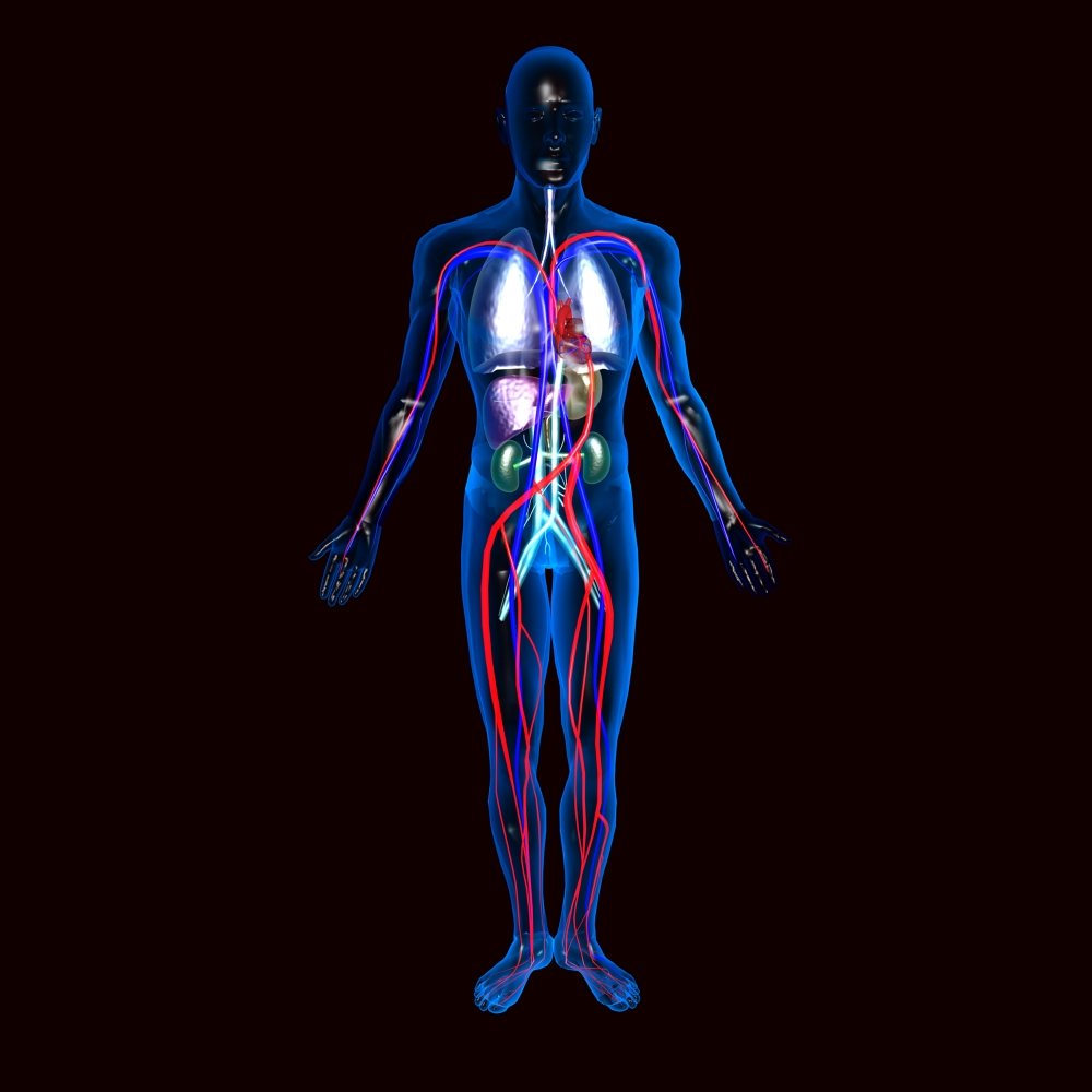 Human Circulatory System 3D Model In Anatomy 3DExport Human Circulatory System 3D Model In Anatomy 3DExport