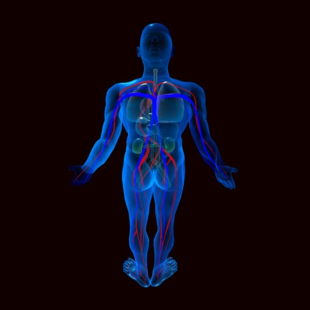human circulatory system 3D Model in Anatomi 3DExport