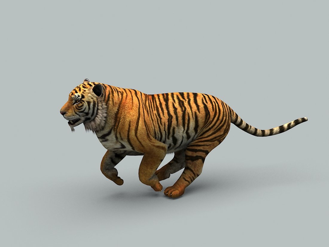 Tiger 3D Model in Wildlife 3DExport