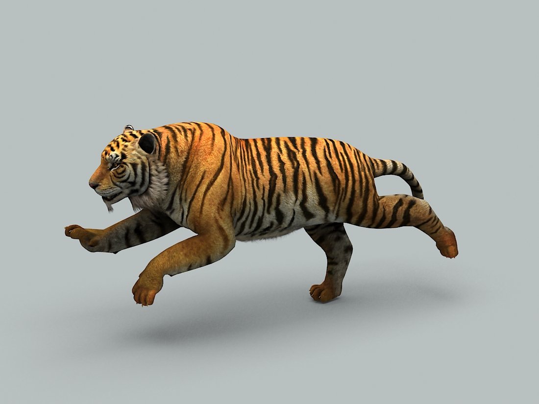 Tiger 3D Model in Wildlife 3DExport