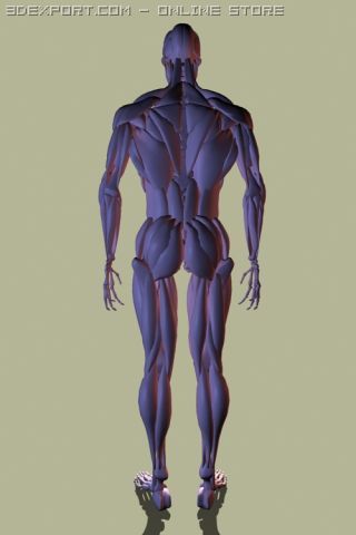 human muscle 3D Model in Anatomy 3DExport