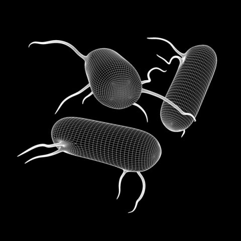 salmonella bacteria 3D Model in Medical Equipment 3DExport