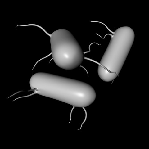 salmonella bacteria 3D Model in Medical Equipment 3DExport