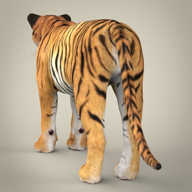 realistic bengal tiger 3D Model in Wildlife 3DExport