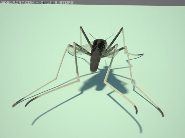 mosquito 3D Model in Insects 3DExport