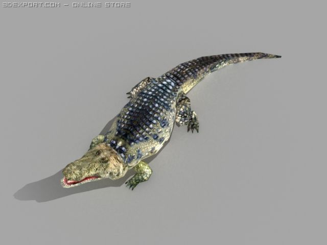 alligator 3D Model in Reptile 3DExport
