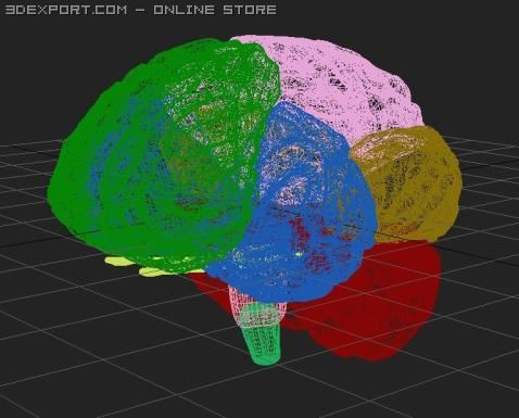 human brain 3D Model in Anatomy 3DExport