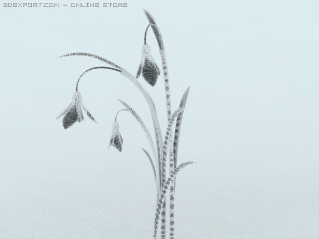 snowdrop 3D Model in Plants 3DExport