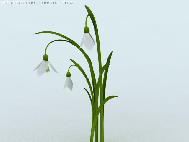 snowdrop 3D Model in Plants 3DExport