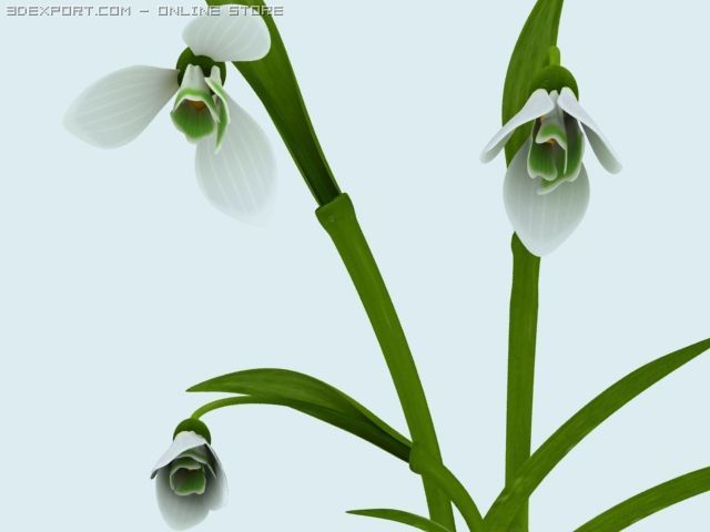 snowdrop 3D Model in Plants 3DExport